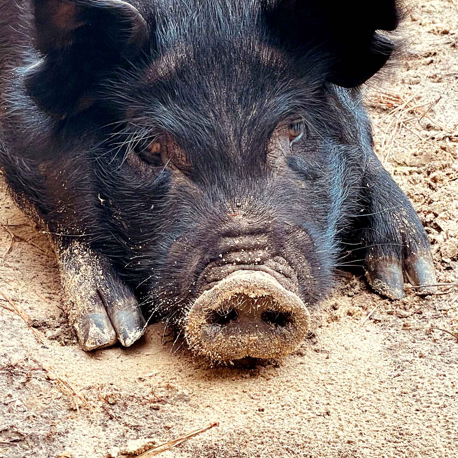 Meet the Pig Named Bacon | TnF Farms, Saint Johns Florida