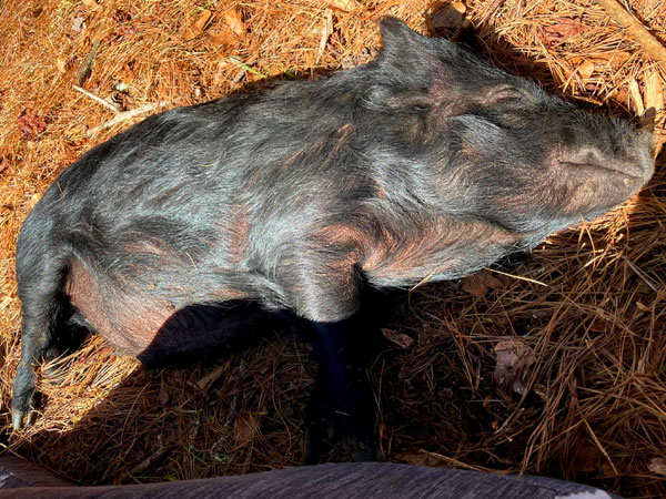 Meet the Pig Named Bacon | TnF Farms, Saint Johns Florida