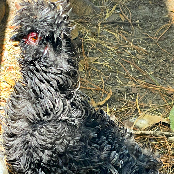 Silkies and Frizzles | TnF Farms, Saint Johns Florida