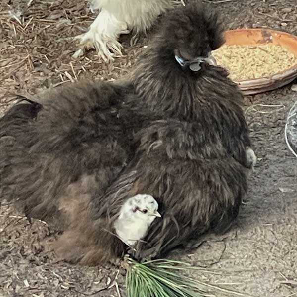 Silkies and Frizzles | TnF Farms, Saint Johns Florida