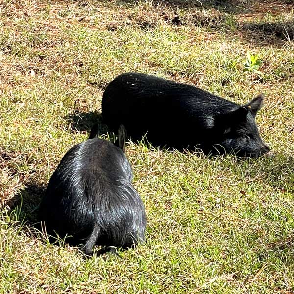 Pigs | TnF Farms, Saint Johns Florida