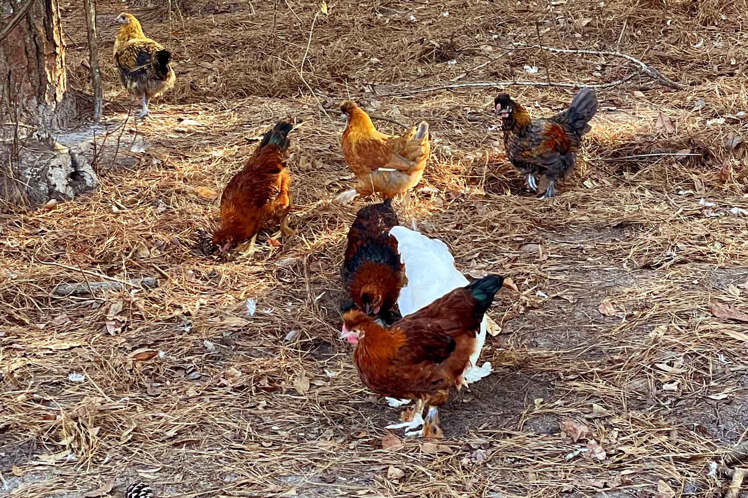 Barnyard Chickens | TnF Farms, Saint Johns Florida