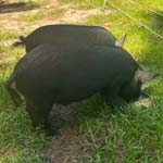 Farm Goods | TnF Farms, Havana, Florida