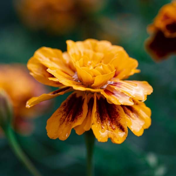 Edible Flowers A Vibrant Addition to Your Garden | TnF Farms, Saint ...