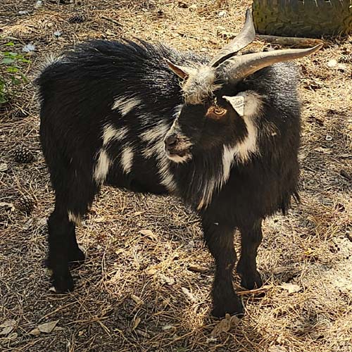 Goats | TnF Farms, Florida