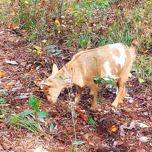 Foraging for Goats | TnF Farms, Saint Johns Florida