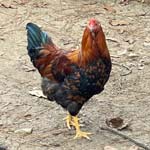 Farm Goods | TnF Farms, Havana, Florida