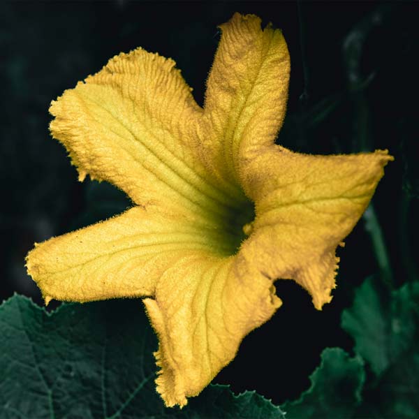Edible Flowers A Vibrant Addition to Your Garden | TnF Farms, Saint ...